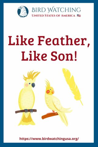 62 Funny Bird Puns & Pictures to Make You Smile!