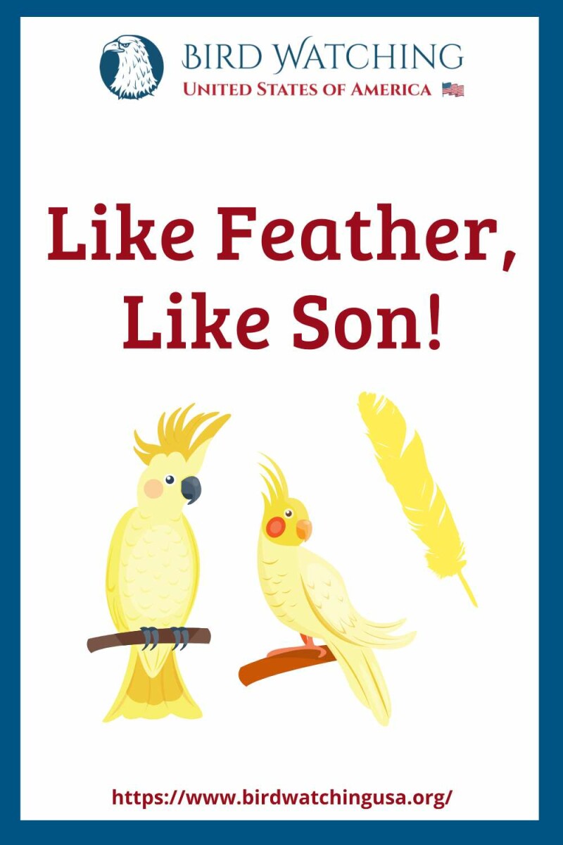 62 Funny Bird Puns & Pictures to Make You Smile!