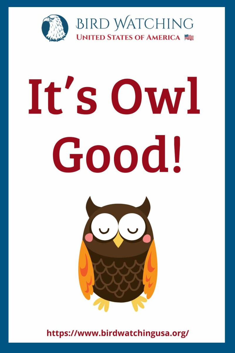 62 Funny Bird Puns & Pictures to Make You Smile!