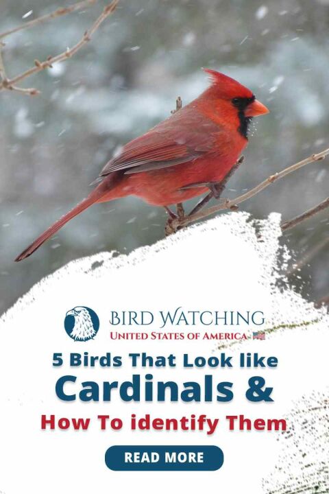 5 Birds That Look Like Cardinals and How to Identify Them