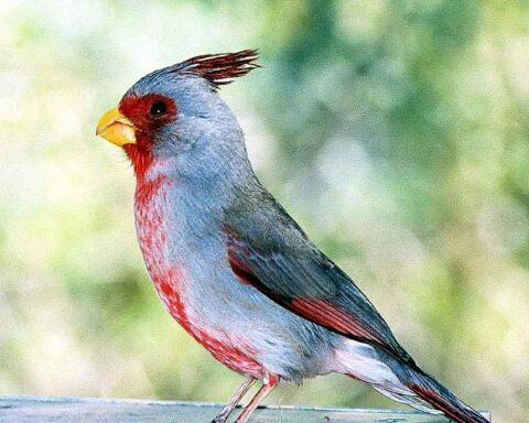 5 Birds That Look Like Cardinals and How to Identify Them