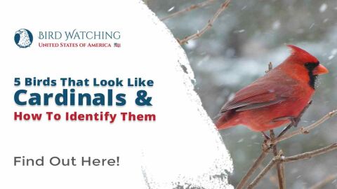Are Cardinals Aggressive? Humans & Other Birds, Beware!