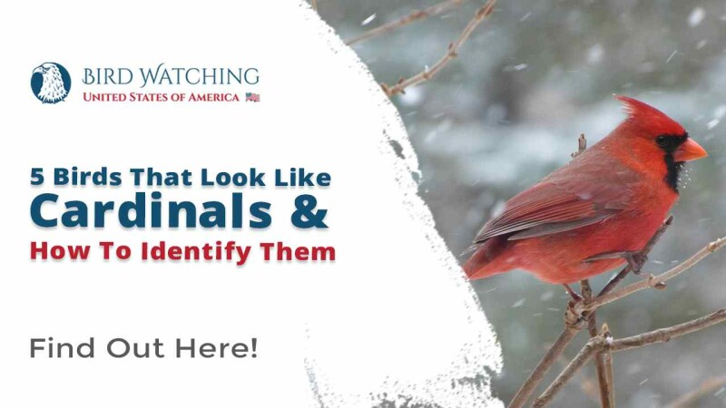 5 Birds That Look Like Cardinals and How to Identify Them