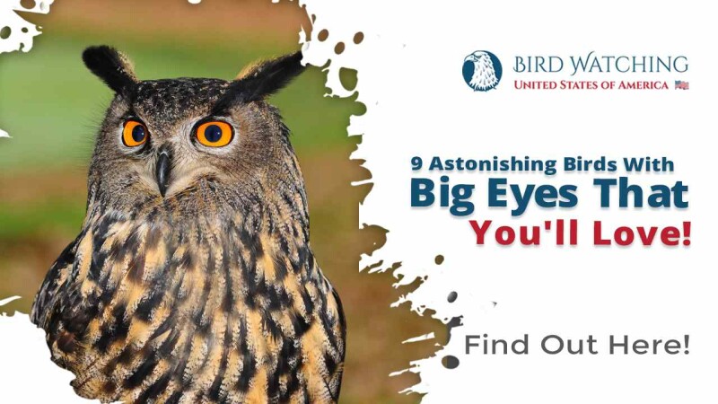 Do Birds Change Color? How? Why? It’s Super Interesting!