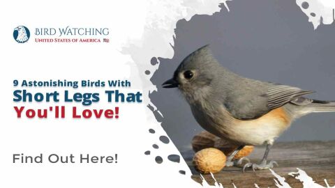 18 Astonishing Birds With Small Wings That You'll Love!