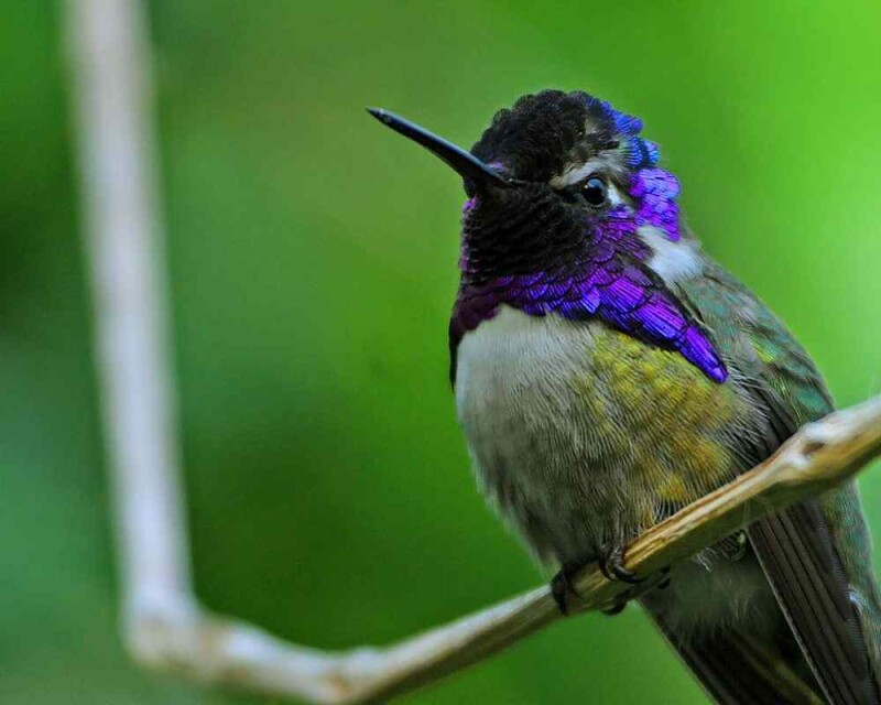 18 Astonishing Birds With Small Wings That You'll Love!