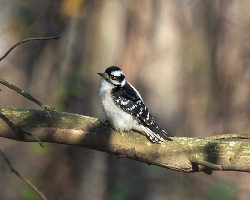 16 Astounding Birds With Stripes That Youll Love