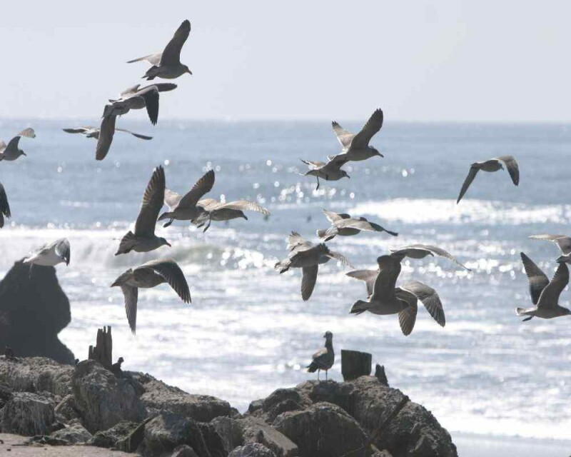 Does A Bird With 3 Or 4 Wings Exist? Has It Ever Existed?