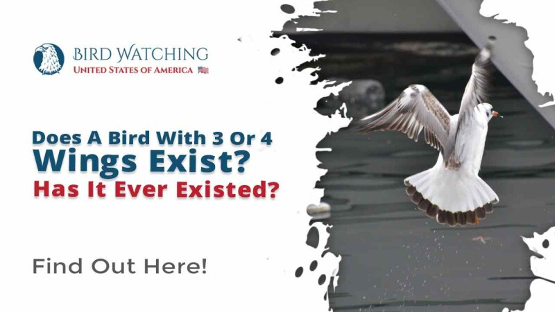 Does A Bird With 3 Or 4 Wings Exist? Has It Ever Existed?