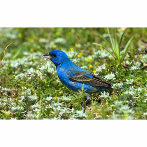 16 Astounding Birds with Blue Heads with Pictures! (Backyard friendly)