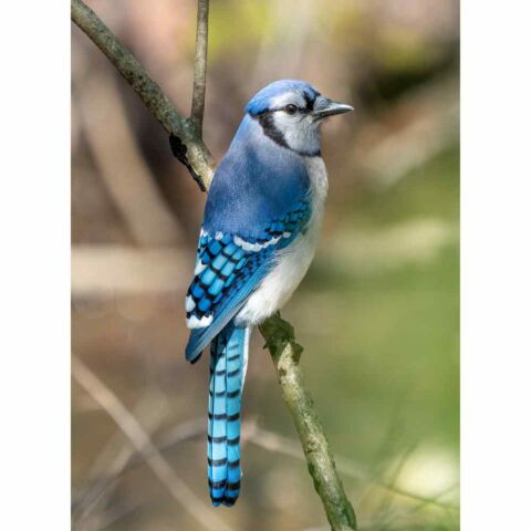 16 Astounding Birds with Blue Heads with Pictures! (Backyard friendly)