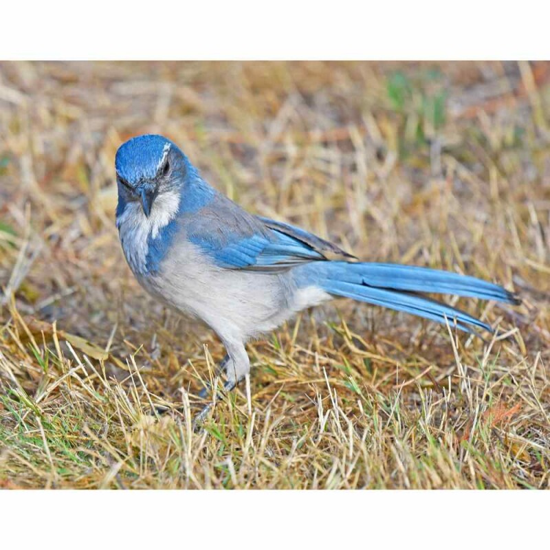 16 Astounding Birds with Blue Heads with Pictures! (Backyard friendly)