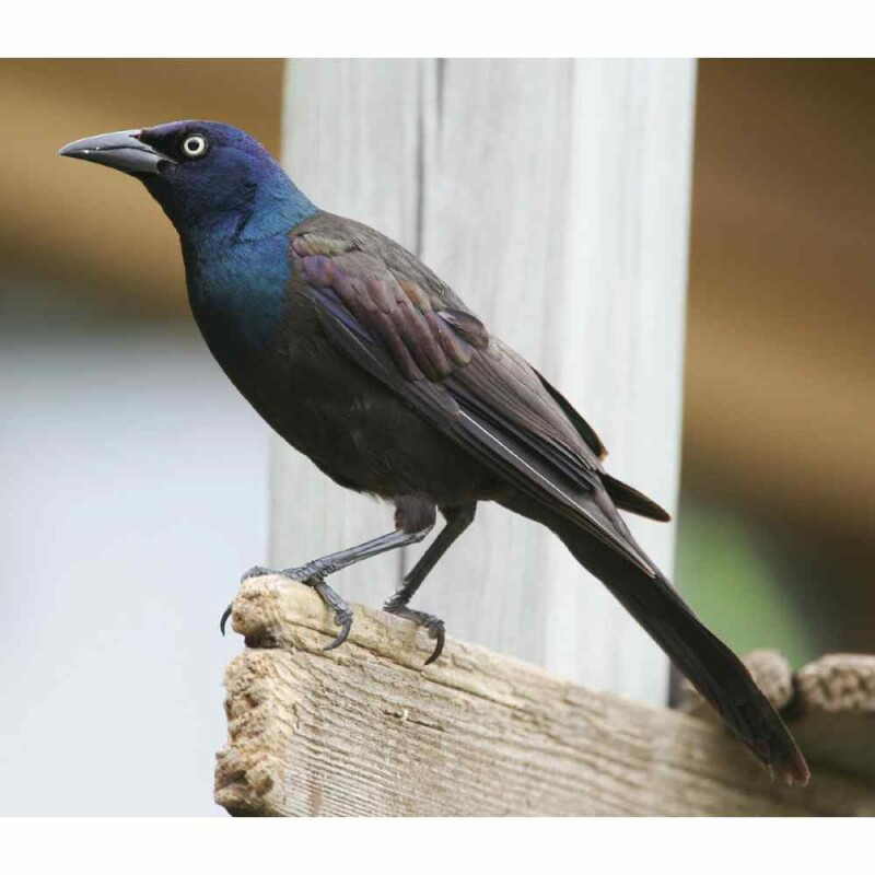16 Astounding Birds with Blue Heads with Pictures! (Backyard friendly)