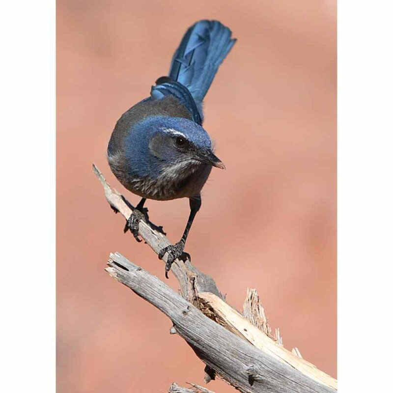 16 Astounding Birds with Blue Heads with Pictures! (Backyard friendly)
