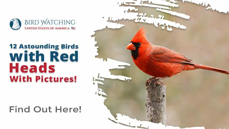 Cardinal Vs Red Bird - 7 Ways to Help You Identify Them!