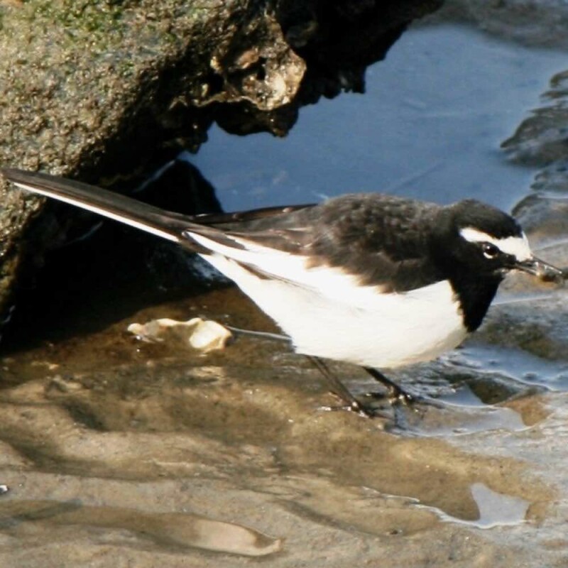 9 Birds that Start with D