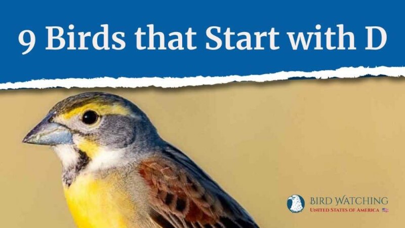 9 Birds that Start with D
