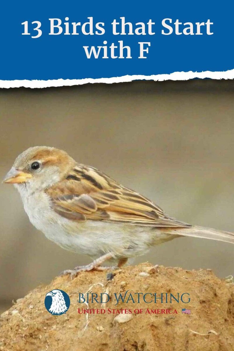 13 Birds that Start with F
