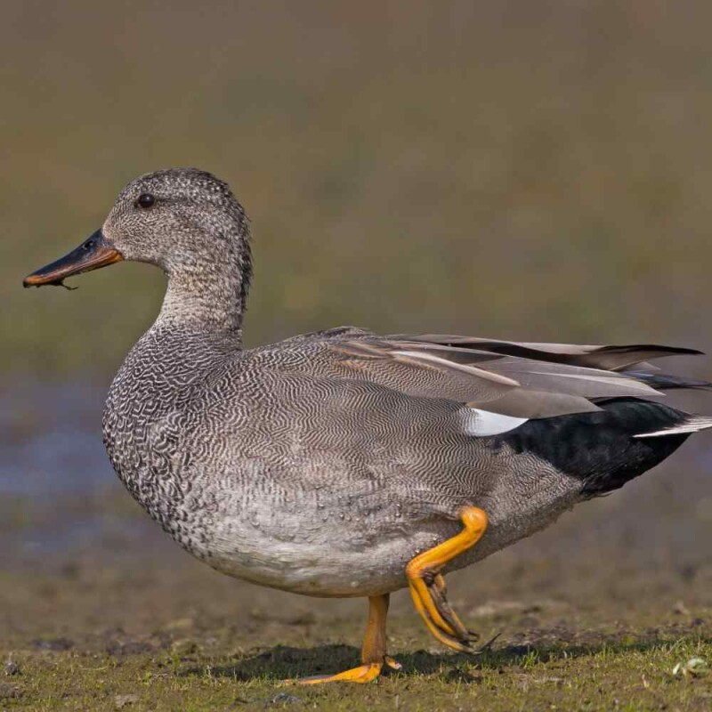 20 Birds that Start with G