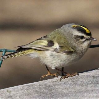 20 Birds that Start with G