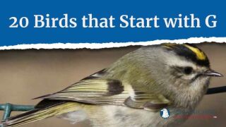 20 Birds that Start with G