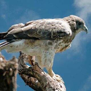 31 Birds that Start with H