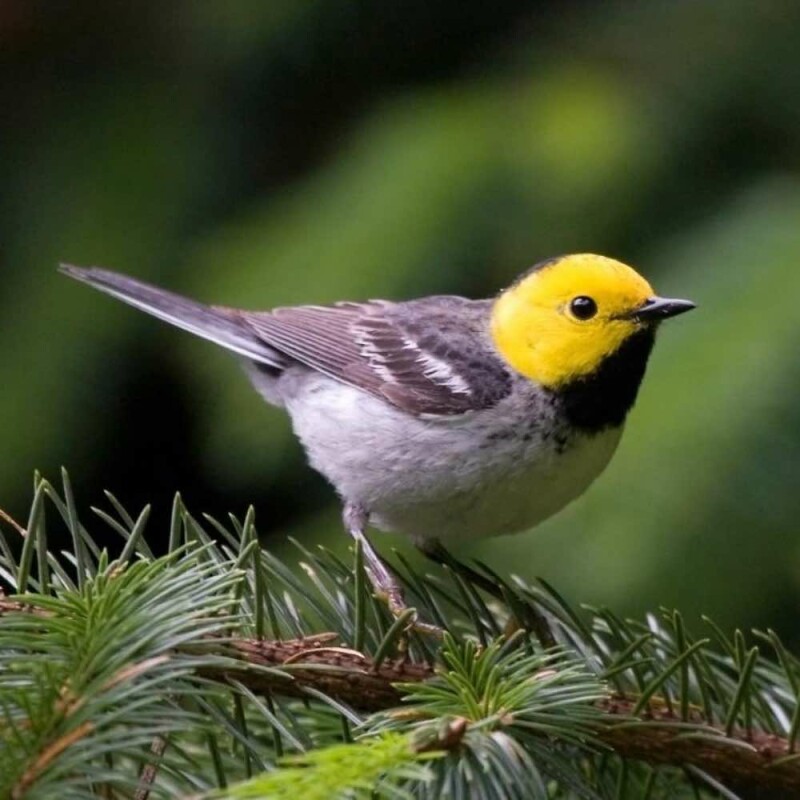 31 Birds that Start with H