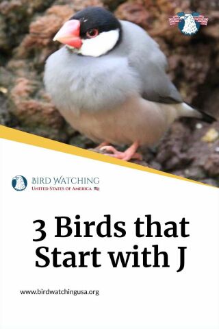 3 Birds that Start with J