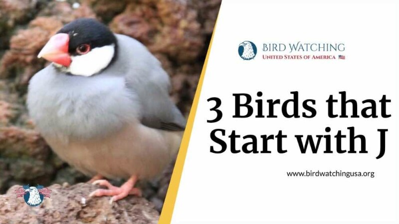 3 Birds that Start with J