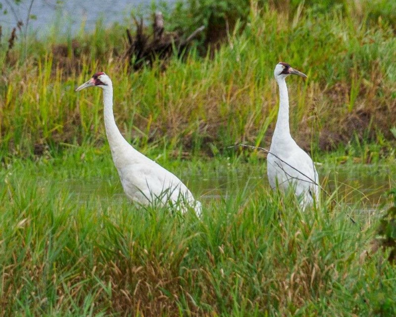 Birds With Longest Necks And Legs: 10 Stunning Creatures!