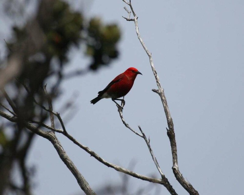 24 Birds with Red Chest – Most Common to Hardest to See!