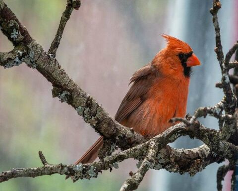 24 Birds with Red Chest – Most Common to Hardest to See!