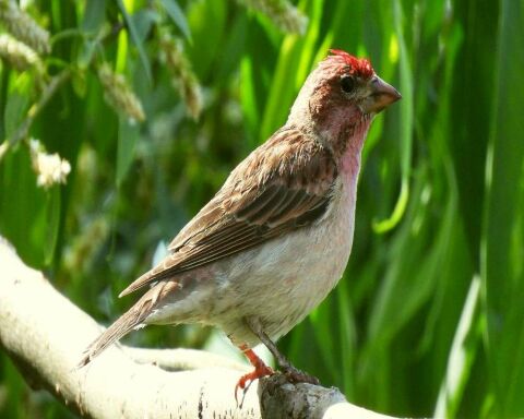 24 Birds with Red Chest – Most Common to Hardest to See!