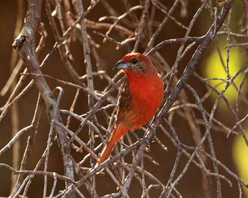 24 Birds with Red Chest – Most Common to Hardest to See!