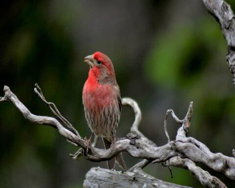 24 Birds with Red Chest – Most Common to Hardest to See!
