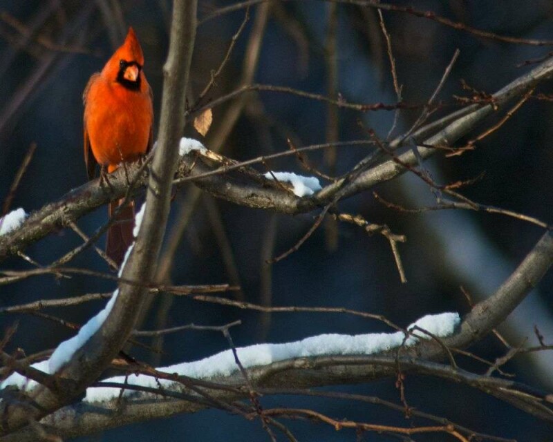24 Birds with Red Chest – Most Common to Hardest to See!