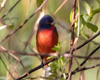 24 Birds with Red Chest – Most Common to Hardest to See!