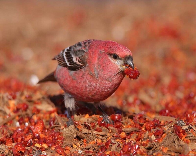 24 Birds with Red Chest – Most Common to Hardest to See!