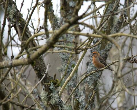 24 Birds with Red Chest – Most Common to Hardest to See!