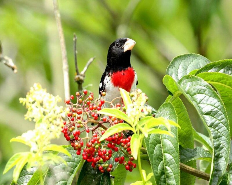 24 Birds with Red Chest – Most Common to Hardest to See!