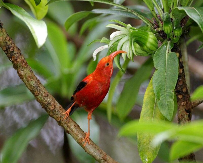 24 Birds with Red Chest – Most Common to Hardest to See!