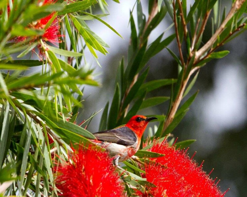 24 Birds with Red Chest – Most Common to Hardest to See!