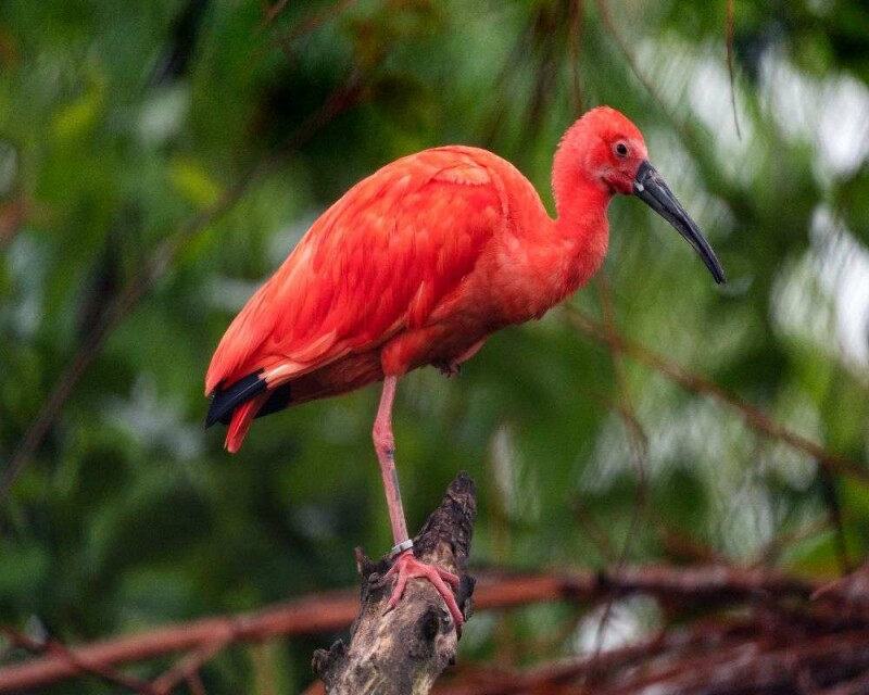 24 Birds with Red Chest – Most Common to Hardest to See!