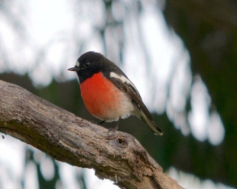 24 Birds with Red Chest – Most Common to Hardest to See!
