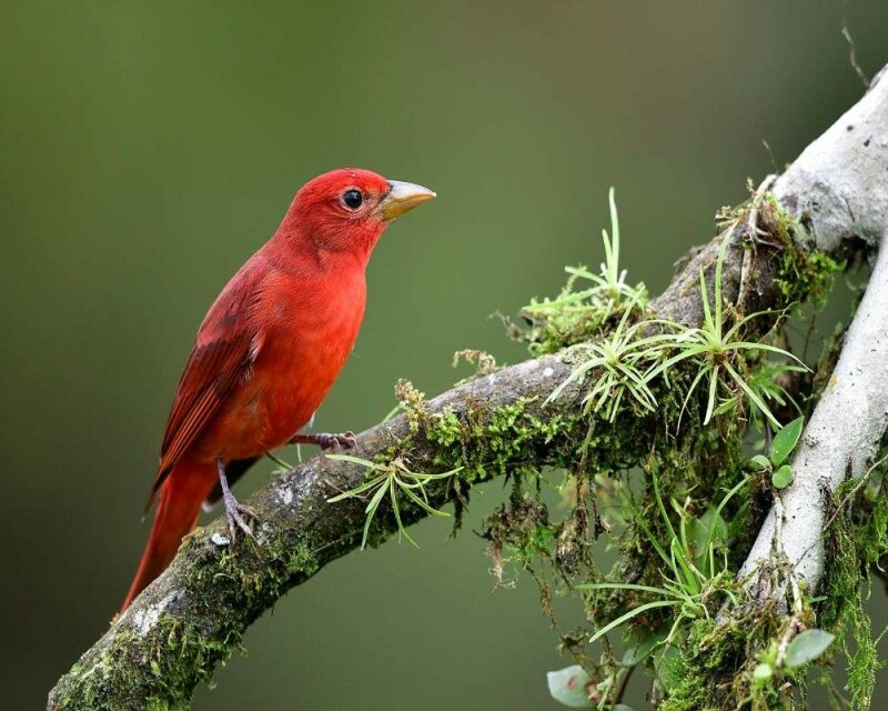 24 Birds with Red Chest – Most Common to Hardest to See!