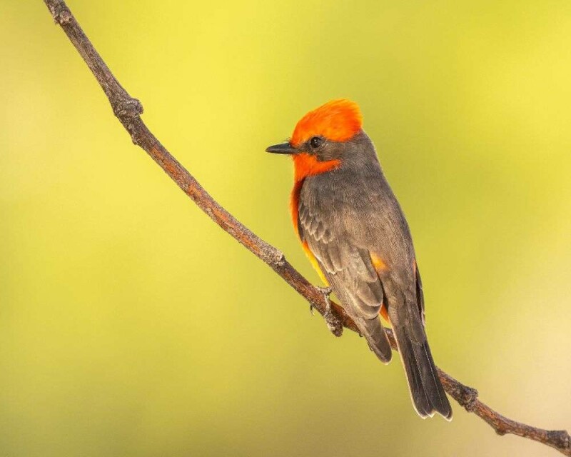 24 Birds with Red Chest – Most Common to Hardest to See!