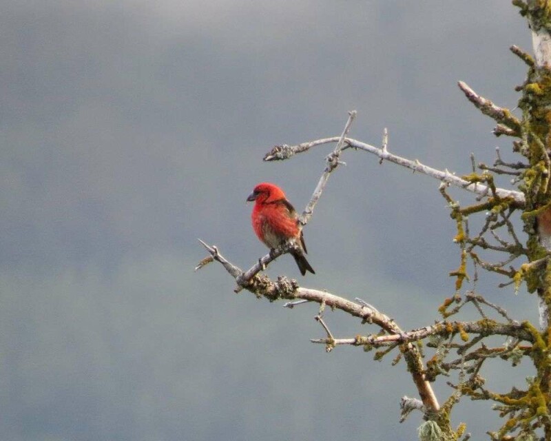24 Birds with Red Chest – Most Common to Hardest to See!