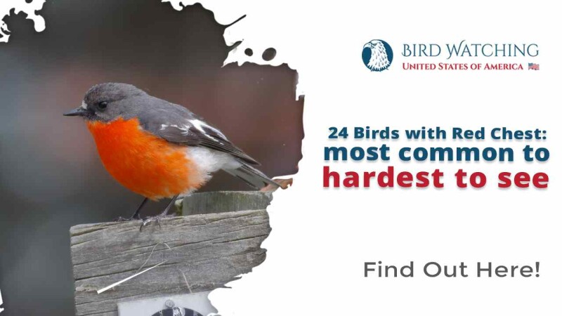 24 Birds with Red Chest – Most Common to Hardest to See!