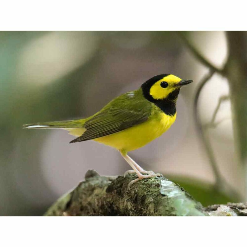 15 Astounding Birds with Yellow Heads with Pictures! (Backyard Friendly)