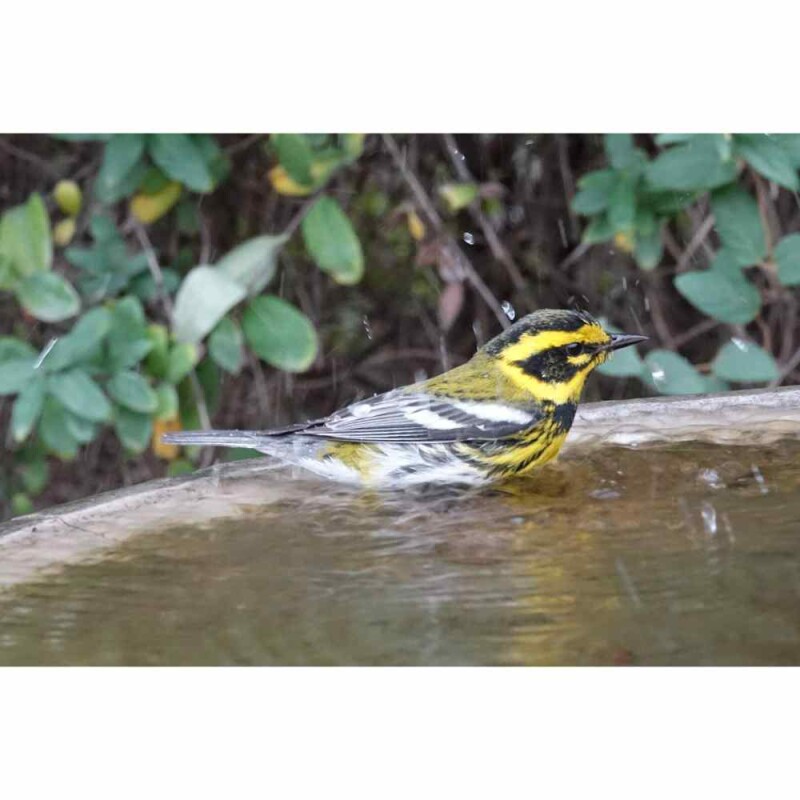 15 Astounding Birds with Yellow Heads with Pictures! (Backyard Friendly)